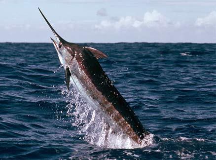 blue-marlin.jpg